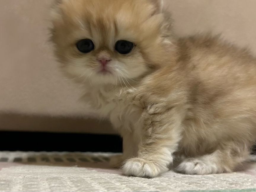 Котенок