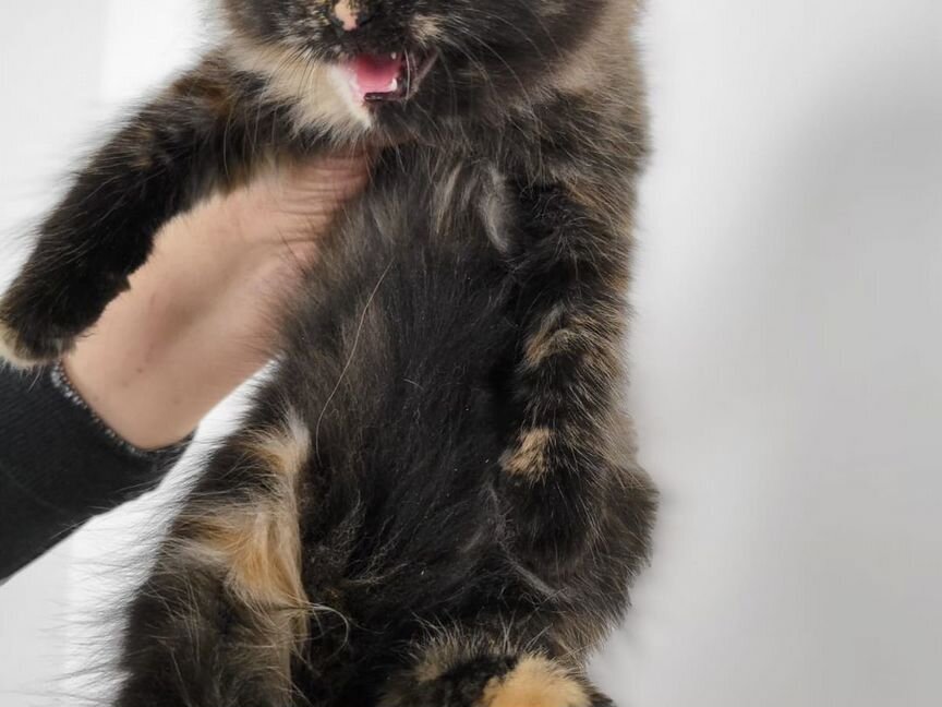 Булочка ищет дом