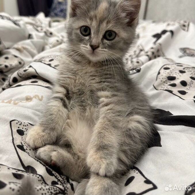 Ищем добрую семью