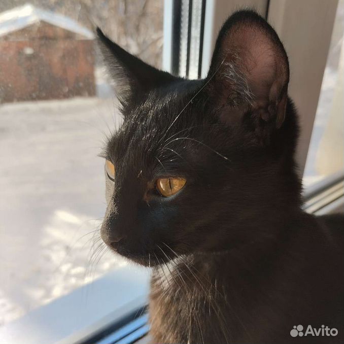 Кошка помесь бенгальской и безпородной
