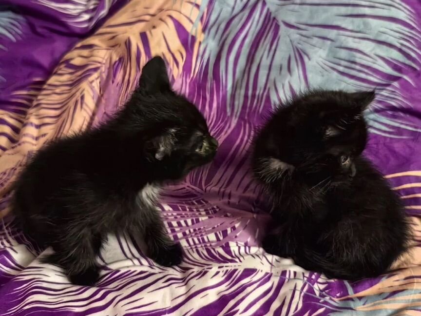 Котята в добрые руки