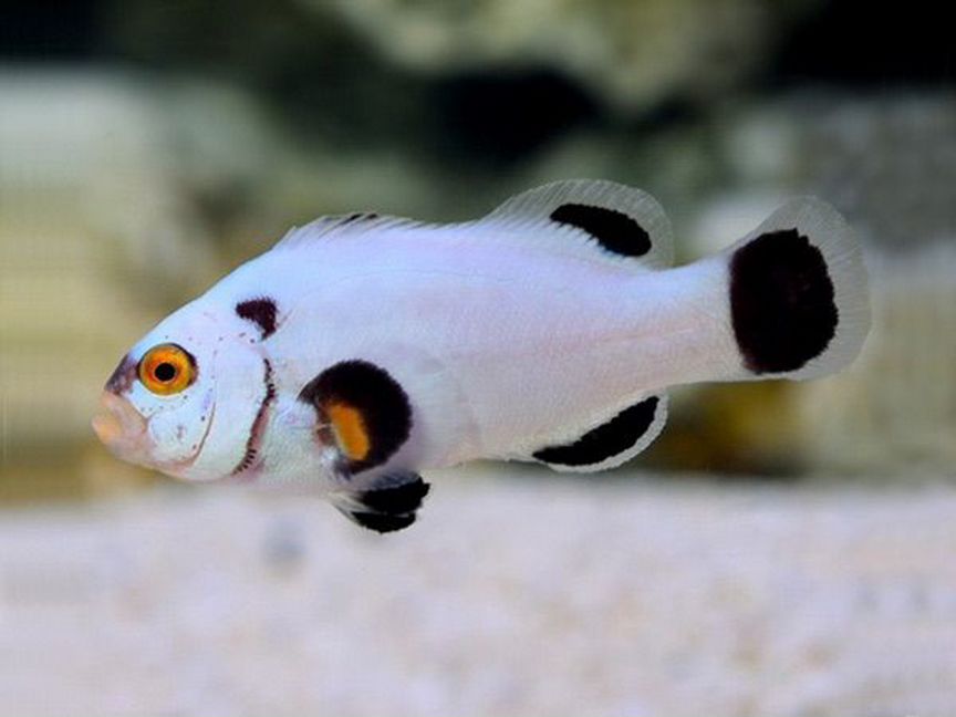 Рыбка Клоун оцеллярис "Платина"