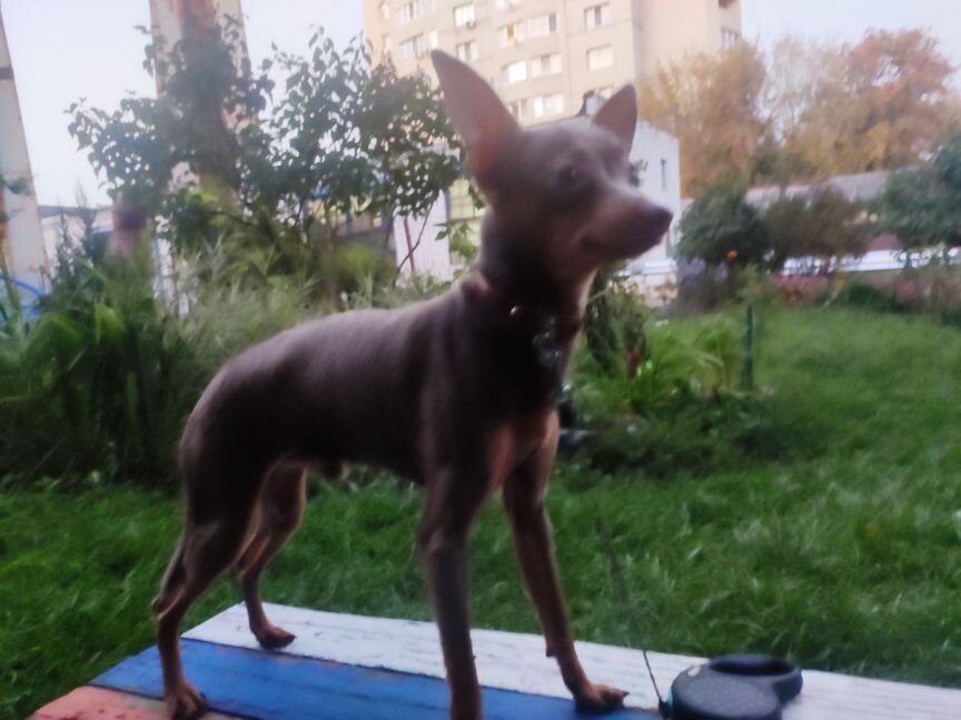 Русский той-терьер