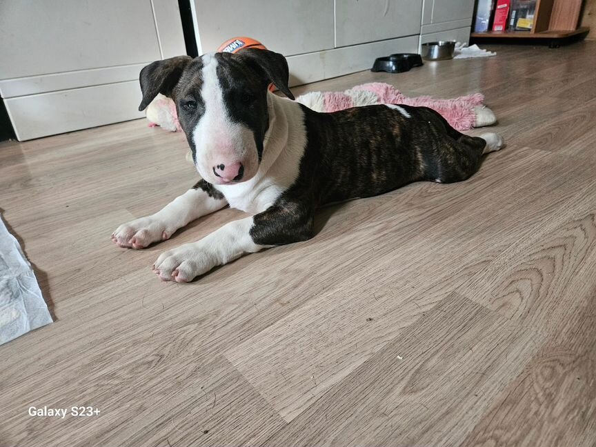 Бультерьер стандарт