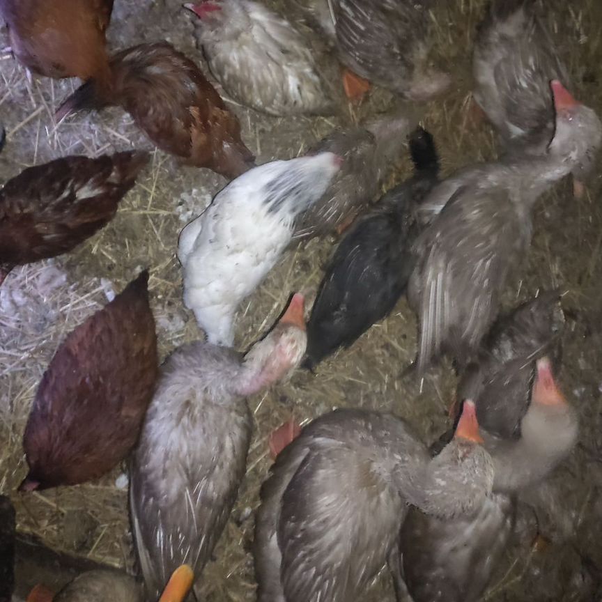 Куры и гуси