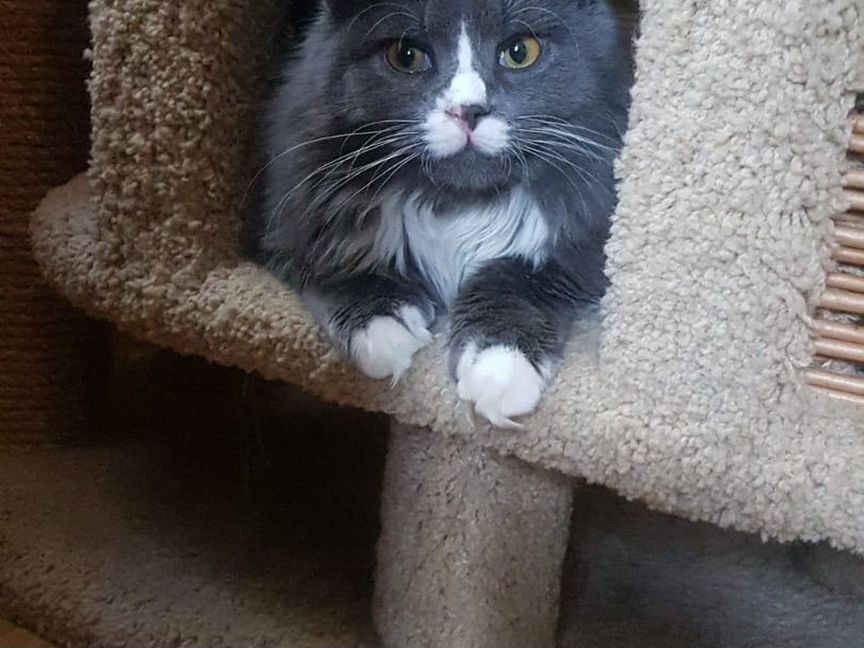 Дымок очень ждет родителей