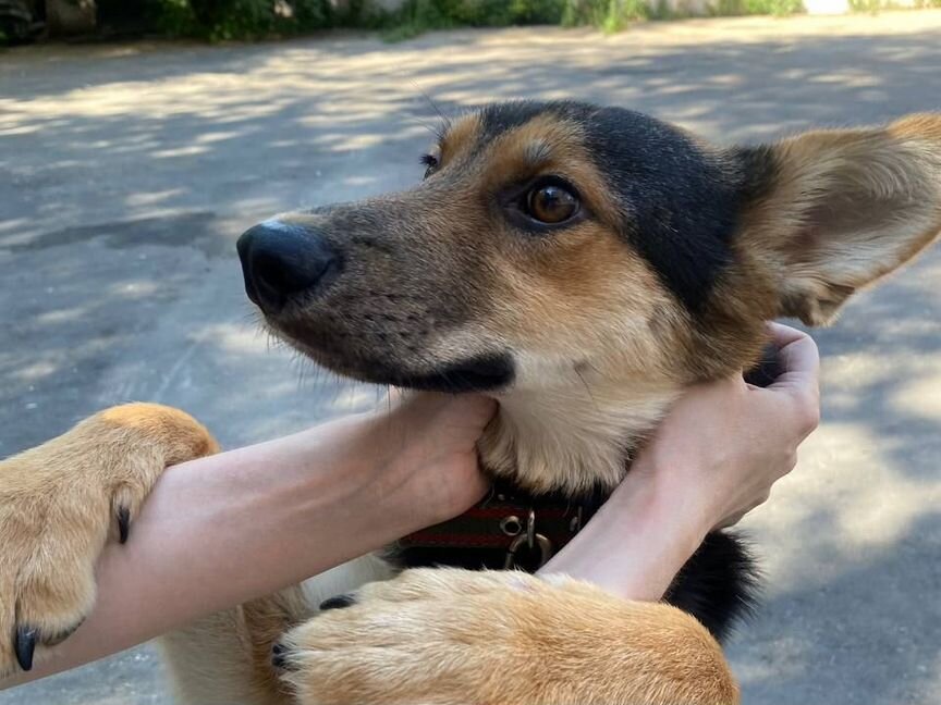 Марсик ищет мамулю и папулю