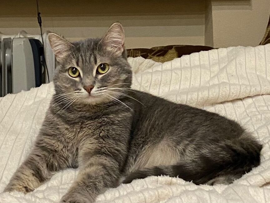 Полубританская кошка Мила