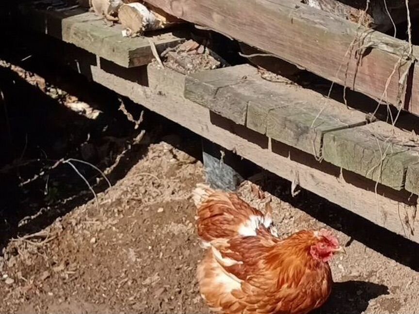 Курица несушка