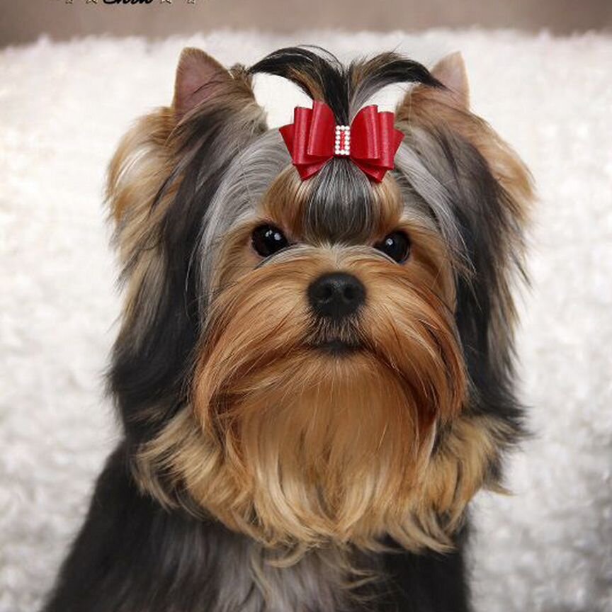 Щенок йорка мальчик 6 месяцев