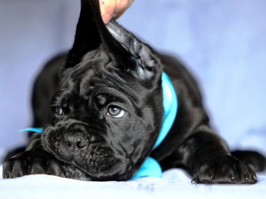 Кане корсо щенки из ведущего питомника России