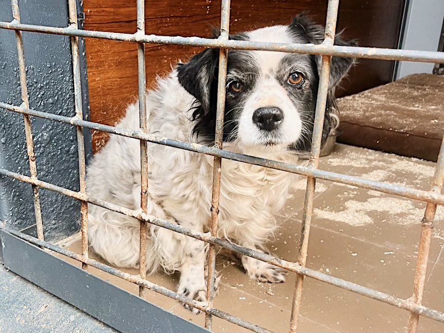 Пожилая собачка ищет передержку или сразу дом