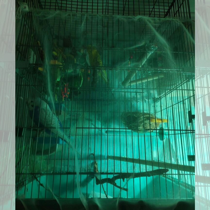 Волнистый попугай