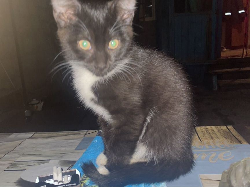 Кот Тимоша