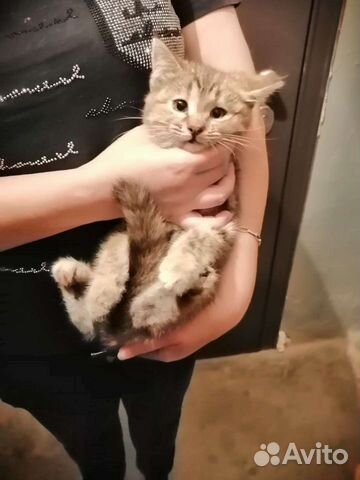 Отдам в добрые руки котят (девочки) 1,5месяца