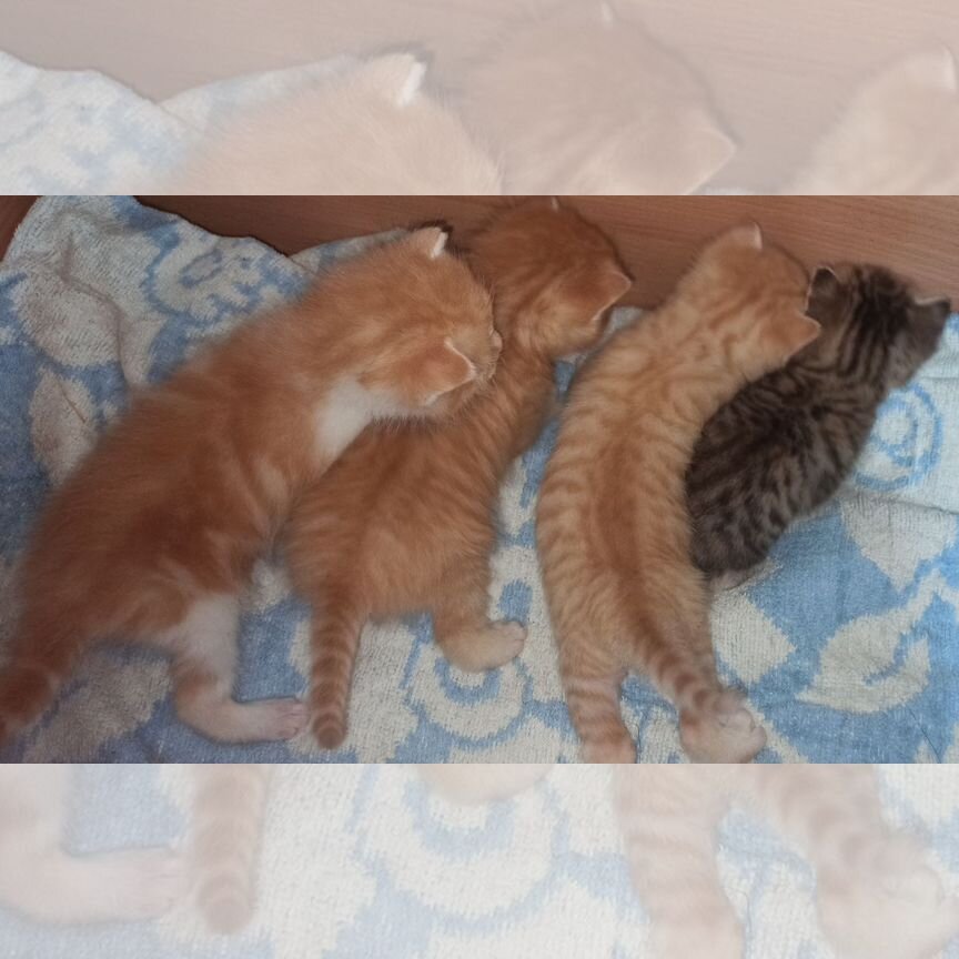 Котята в добрые руки бесплатно