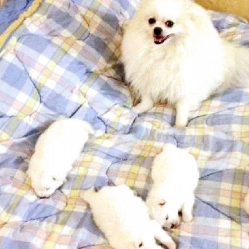 Белое счастье щенки мини