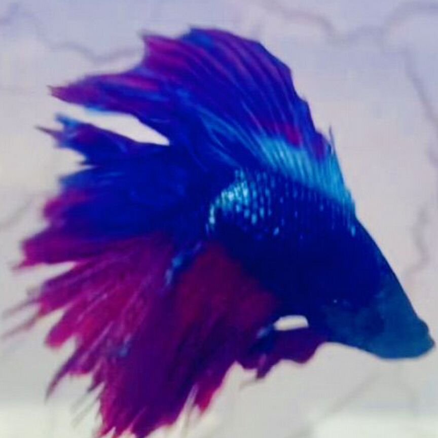 Аквариумные рыбки