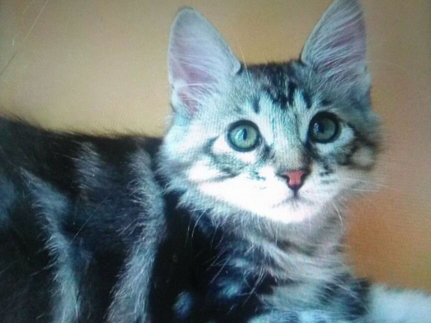 Бобики котята