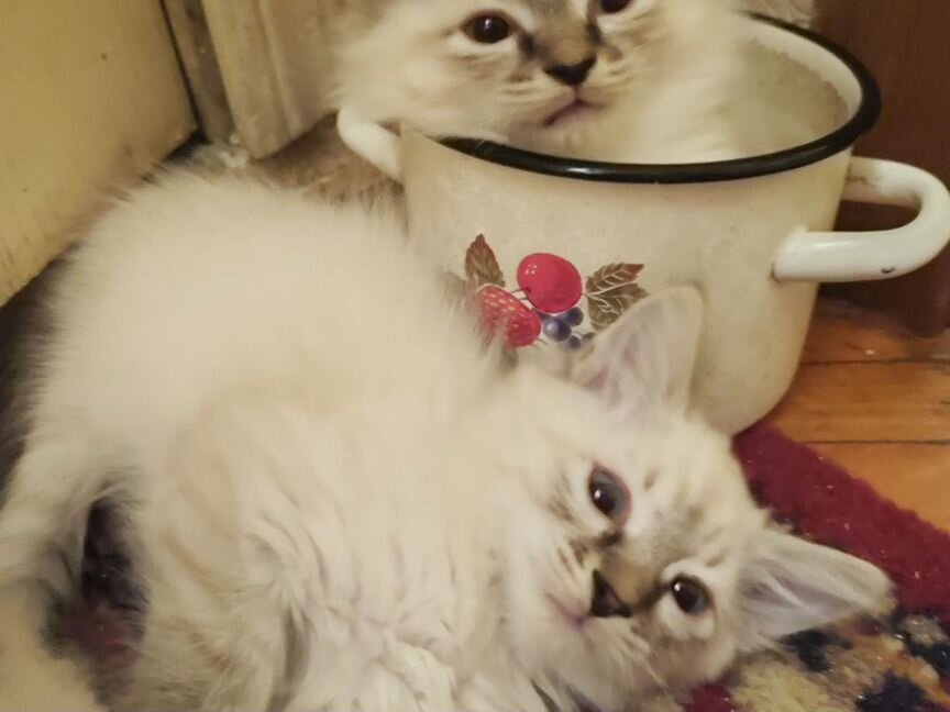 Невские котята 2 месяца