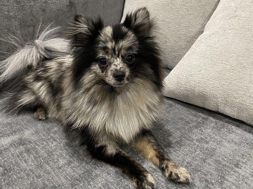 Собаки маленьких пород