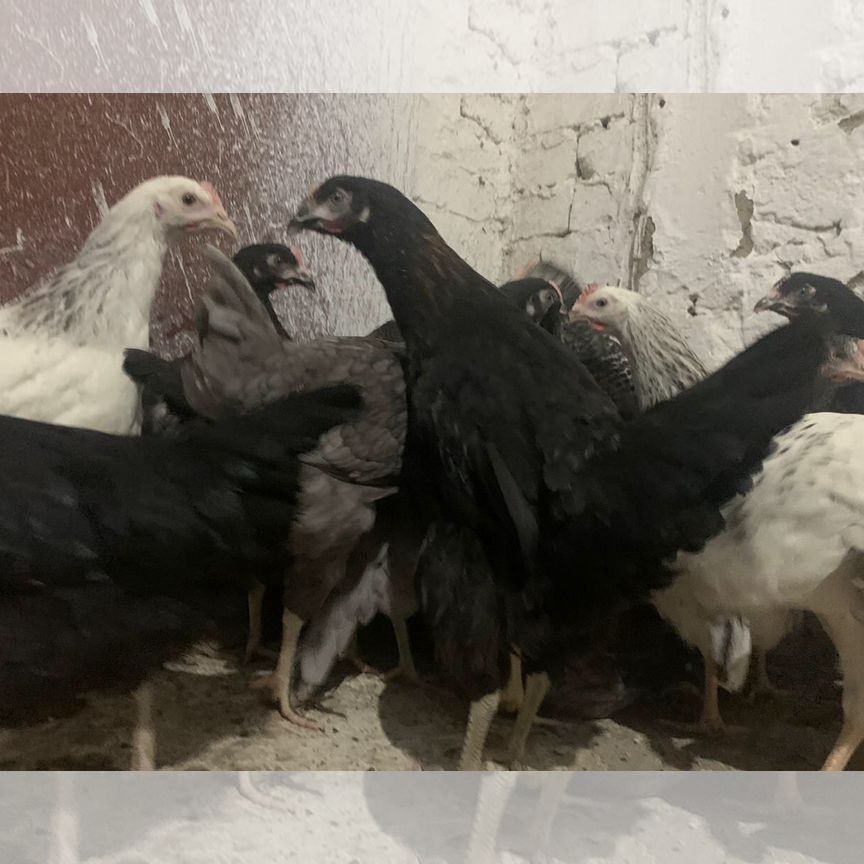 Курочки молодки несушки