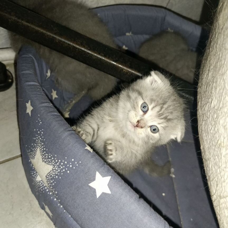 Котята вислоухой Шотландской