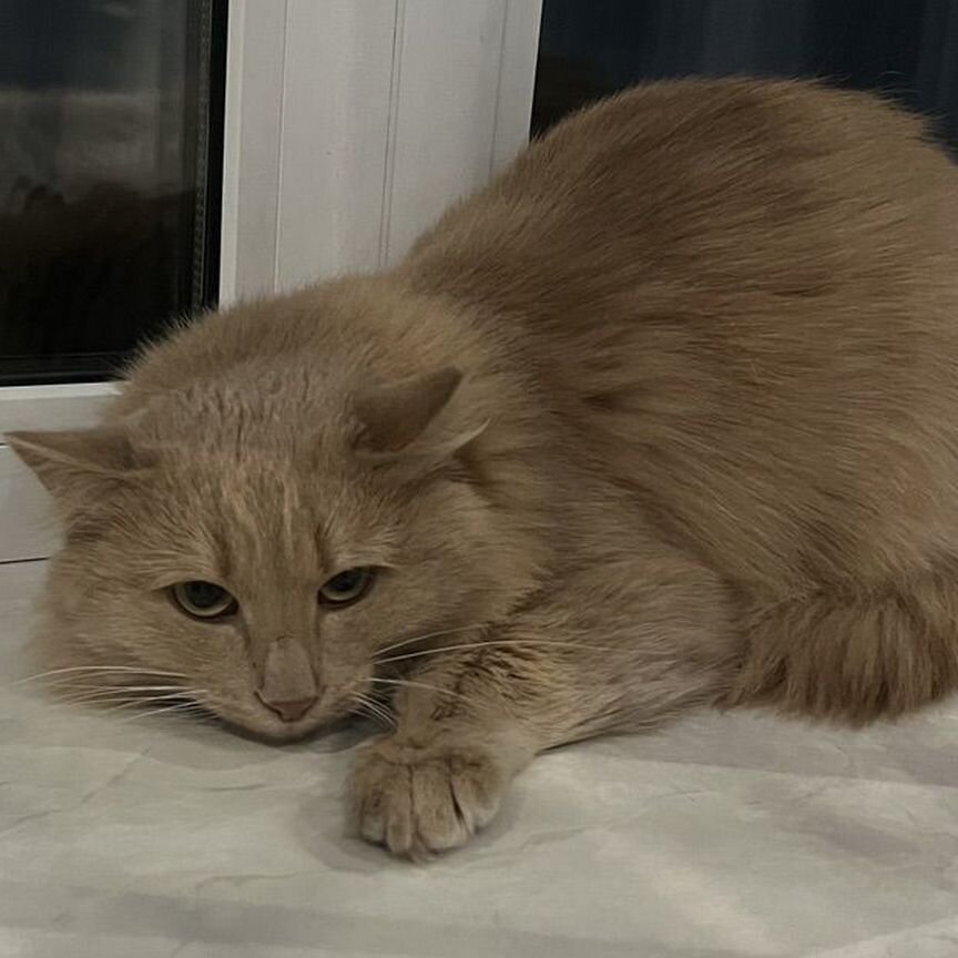 Мейн-кун котёнок