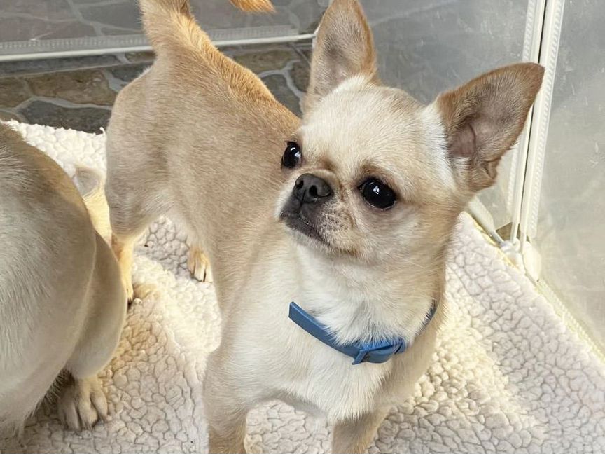 Чихуахуа кобель для вязки