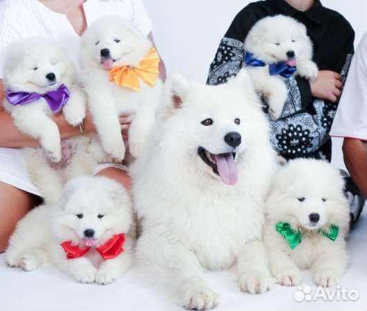 Самоеды шоу класса