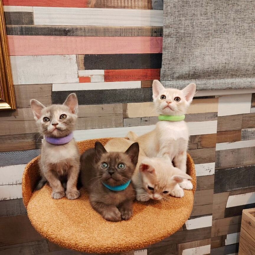 Бурманские котята