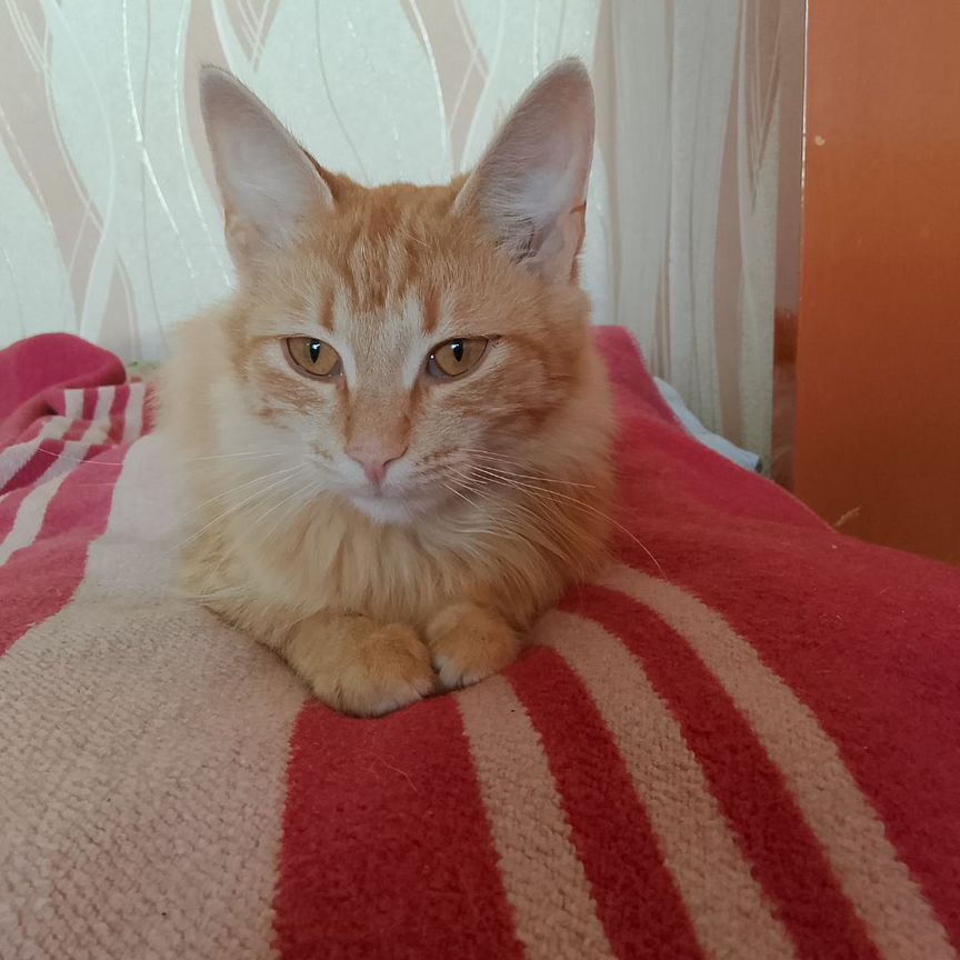 Отдам кошку в добрые руки