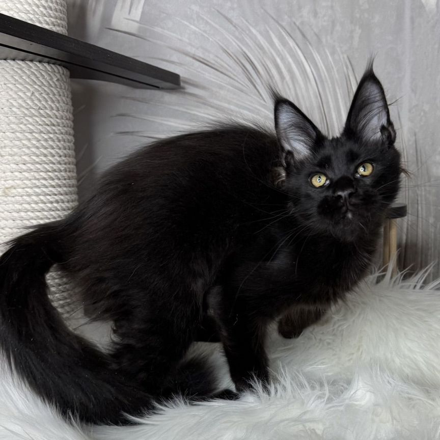 Котик