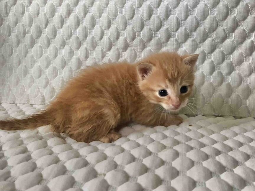 Котята мальчики, 2 месяца