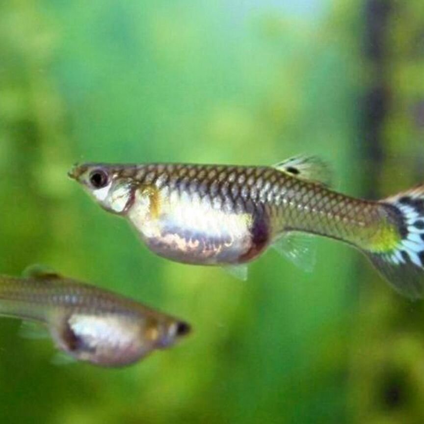 Рыбки гуппи