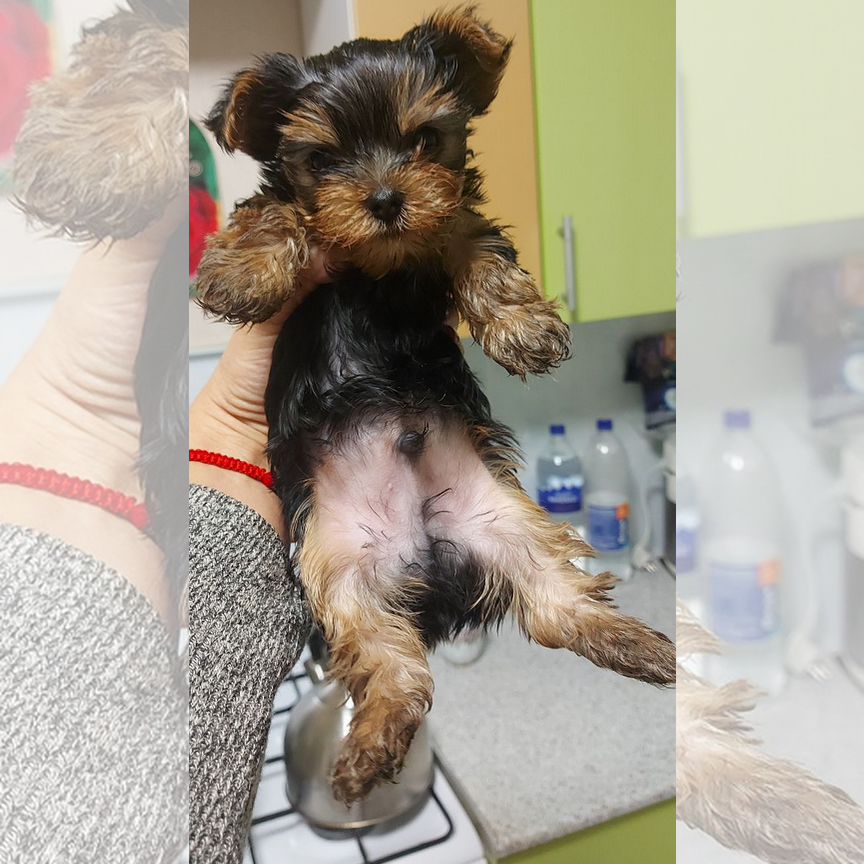 Йоркширский терьер, щенок