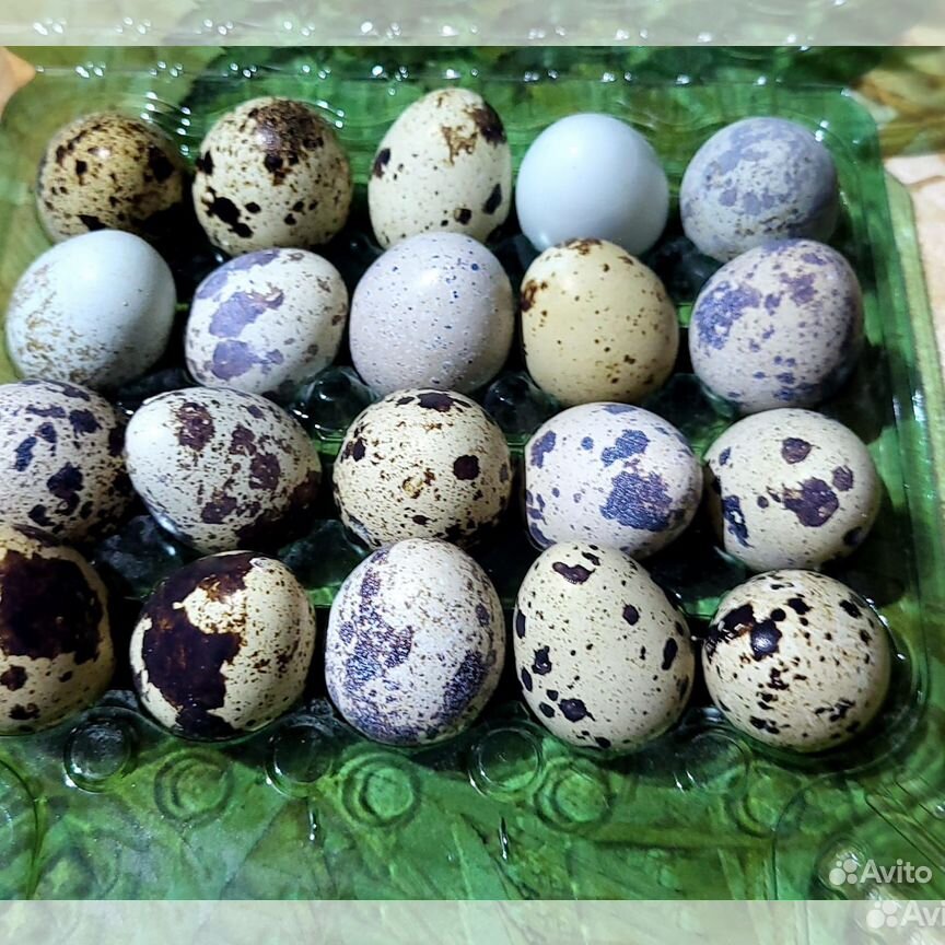 Яйца перепелиные инкубационное