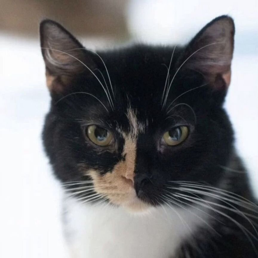 Ищем дом для Мисти. Лесной приют