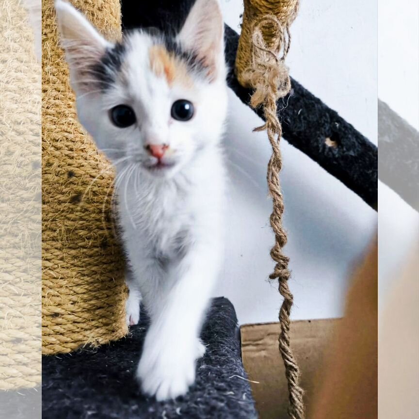 Котёнок в добрые руки