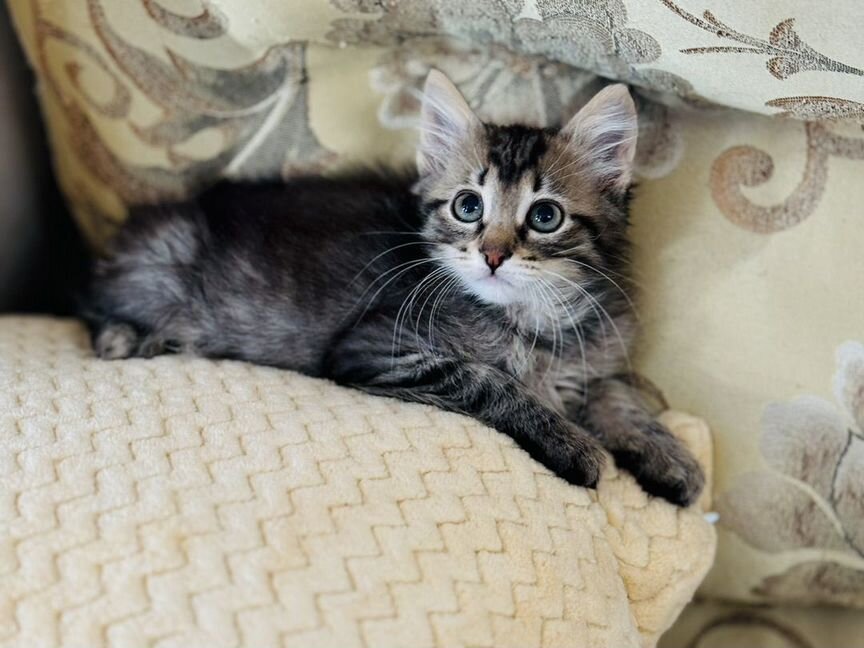 Кошечка-хаврошечка 2 мес в добрые руки