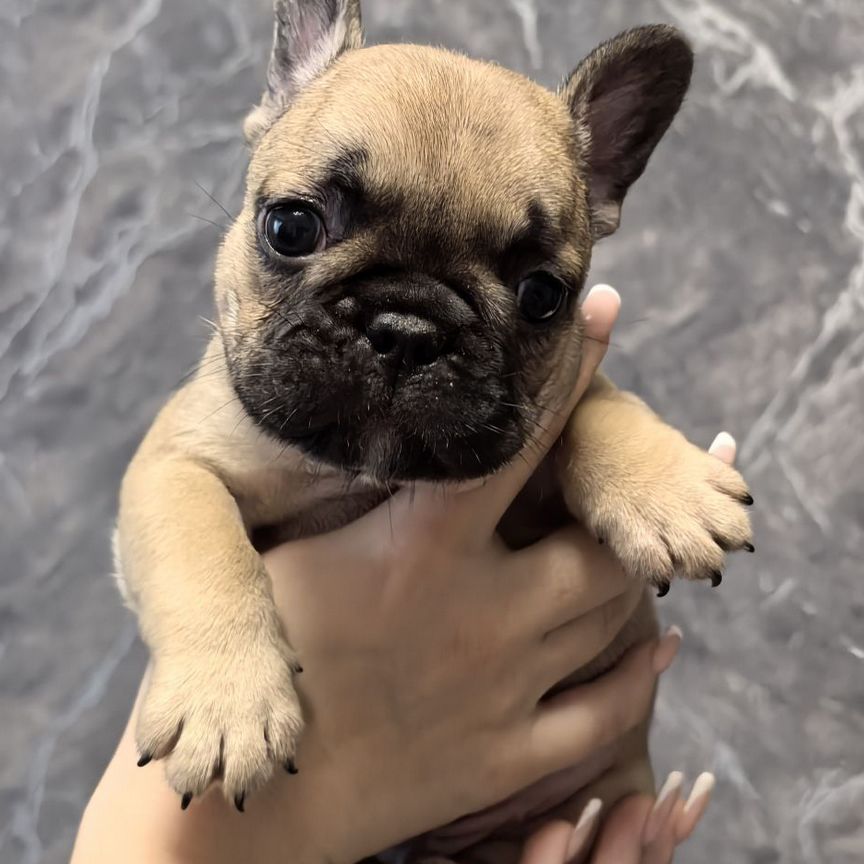 Французский бульдог, щенок