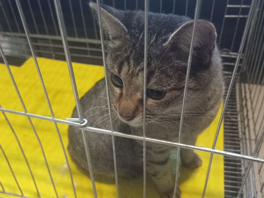 Ищет дом кошечка домашняя полосатая