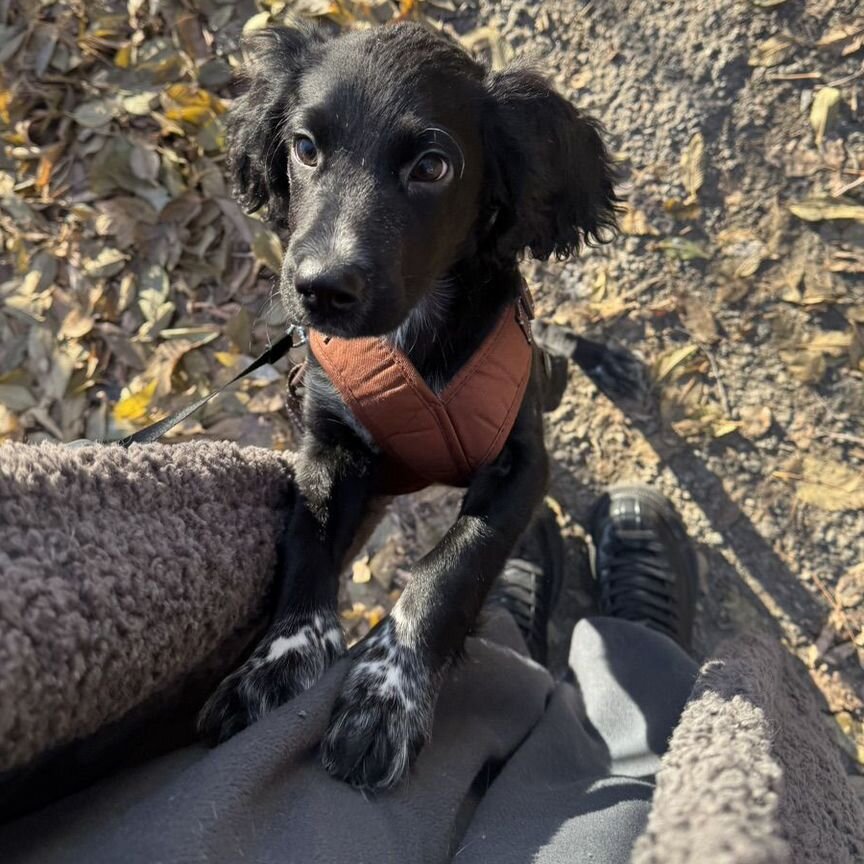 Русский охотничий спаниель, щенок