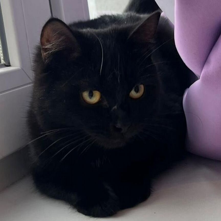 Взрослая кошка в добрые руки