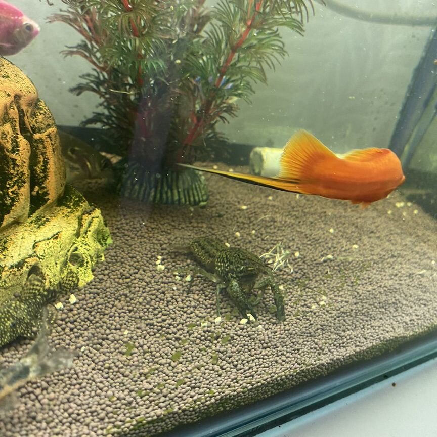 Мраморный рак аквариумный бесплатно