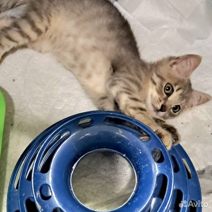 Котенок, мальчик, 2.5мес
