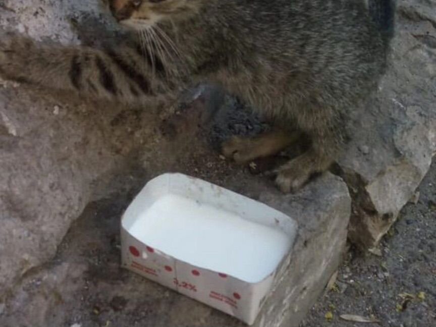 Очень нужна передержка или дом