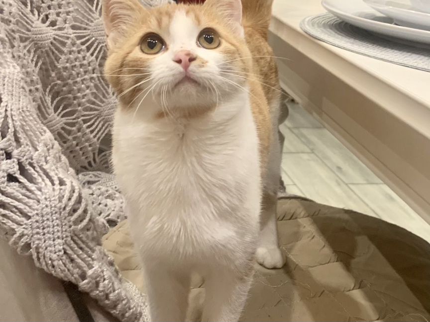 Рыжий котенок девочка, 5 месяцев
