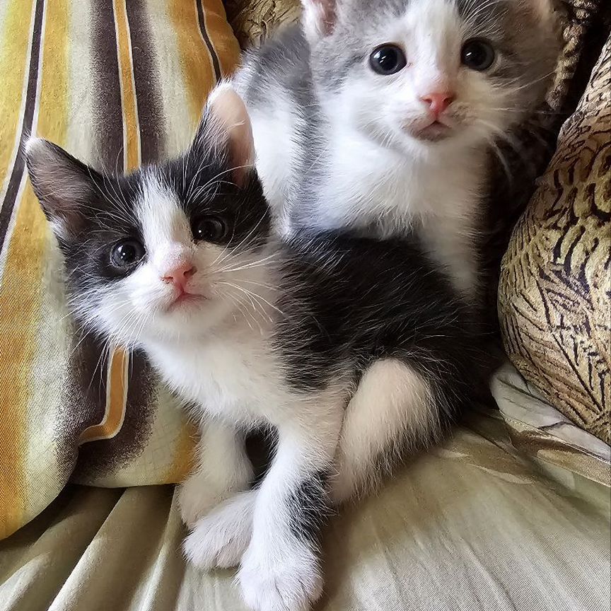 Котята в добрые руки бесплатно