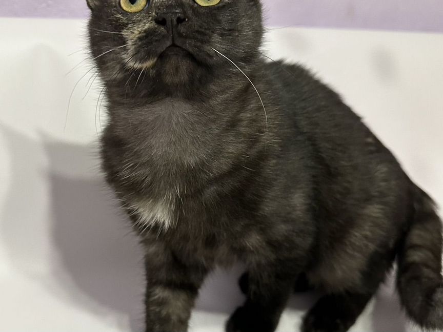 Кошечка котенок черный дым 4 месяца
